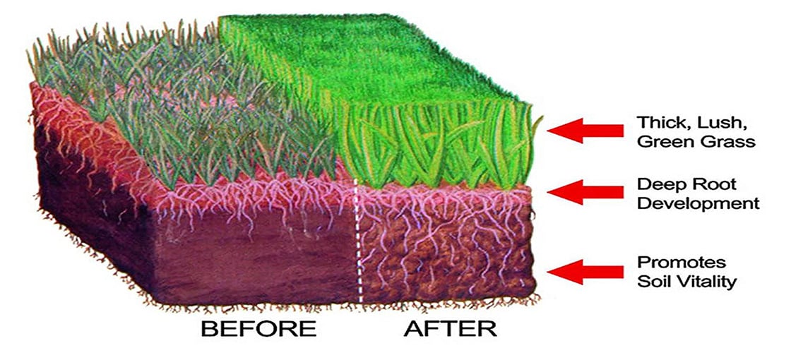 All about Fertilizing, Aeration, and Thatching